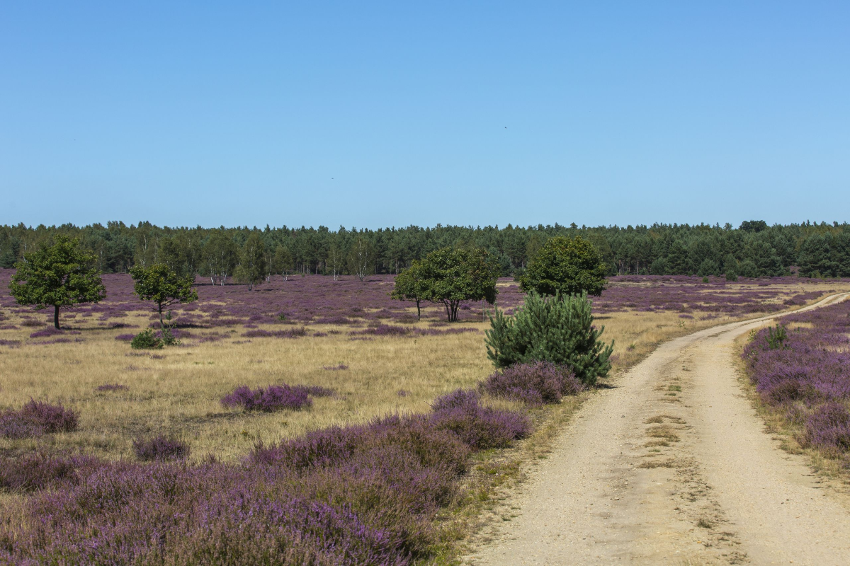 Bergheider See, Elbe-Elster-Land, Lichterfeld