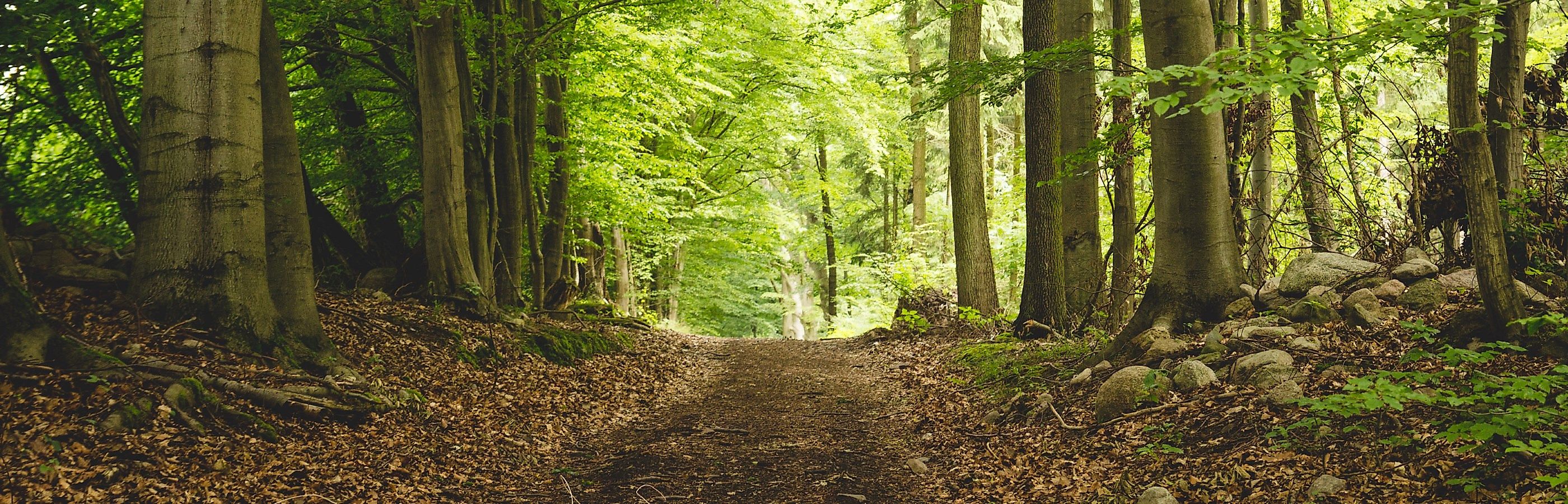 Indian Summer-Feeling im Buchenwald Grumsin